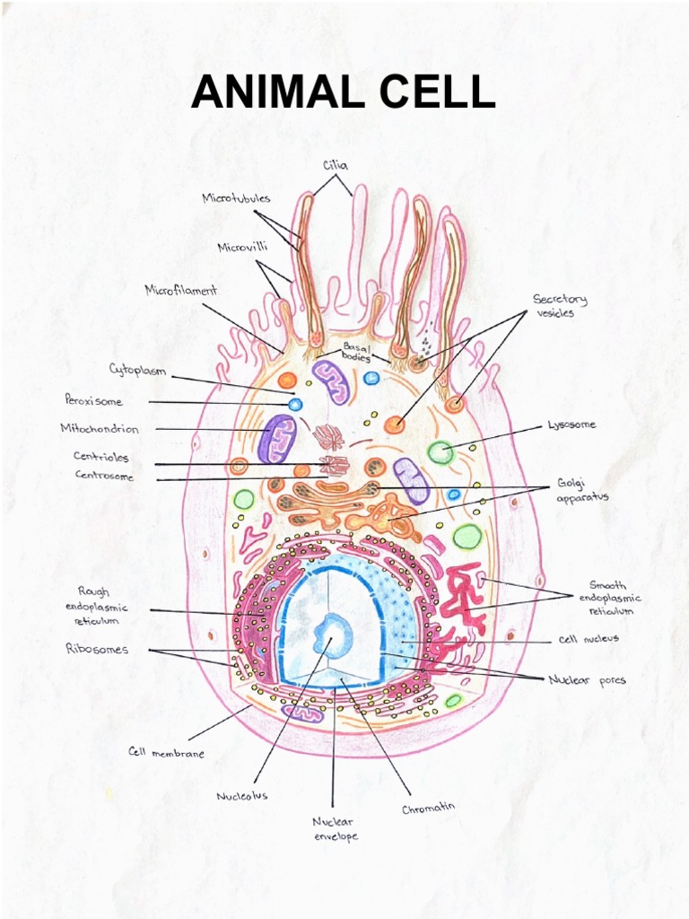 MT2A AnimalCell LeahNonan | PDF | Cell Nucleus | Cell (Biology)