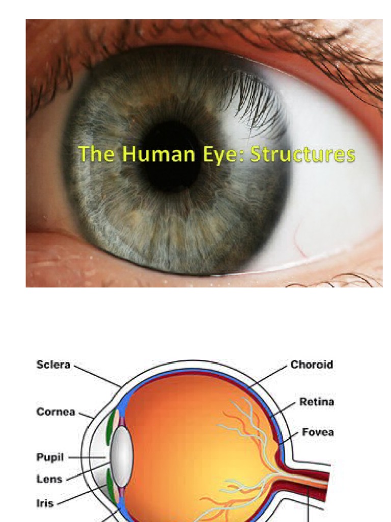 Anatomy and Function of the Eye | PDF | Eye | Human Eye