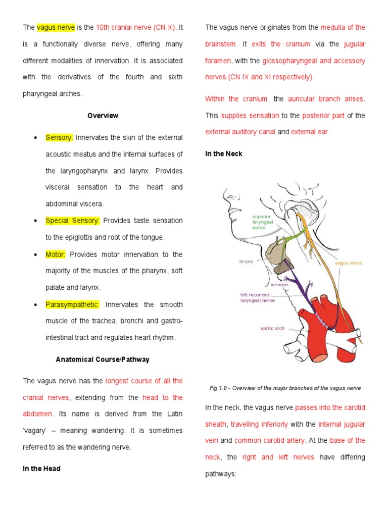 The Wandering Nerve: An In-Depth Look at the Extensive Anatomical ...