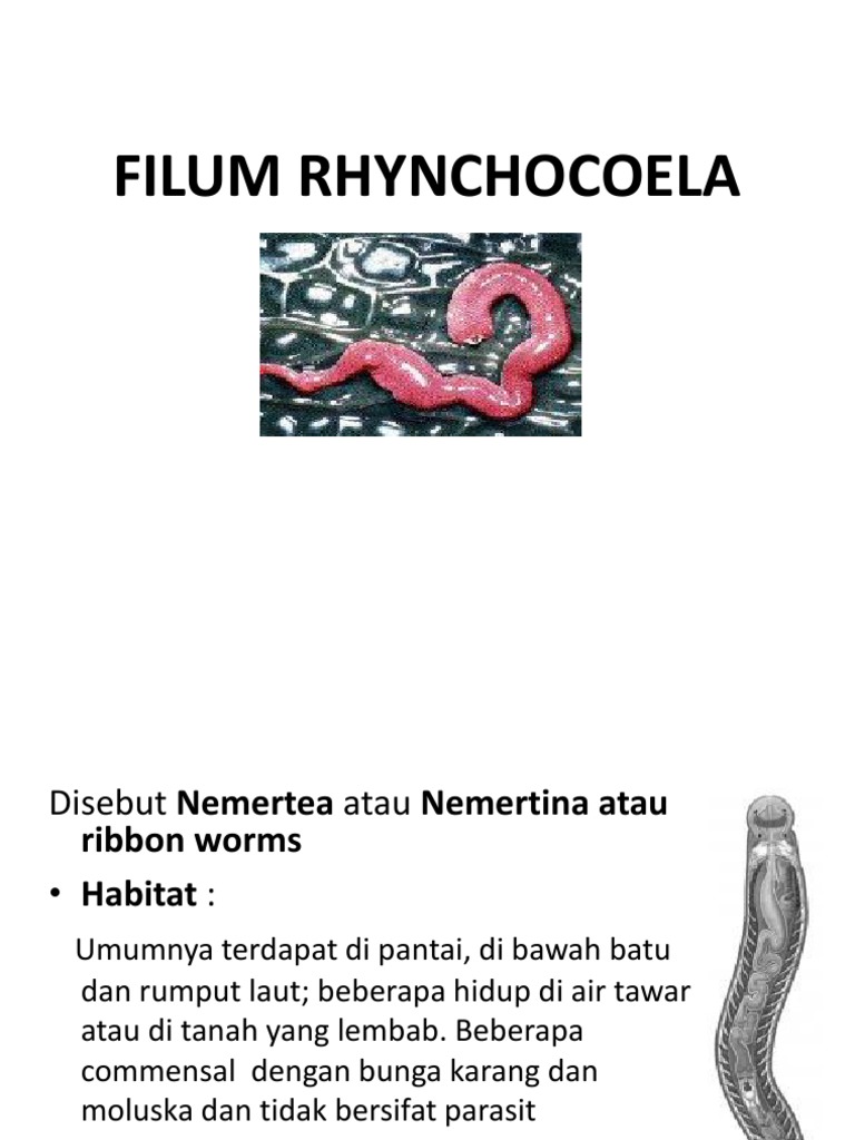 Filum RHYNCHOCOELA | PDF