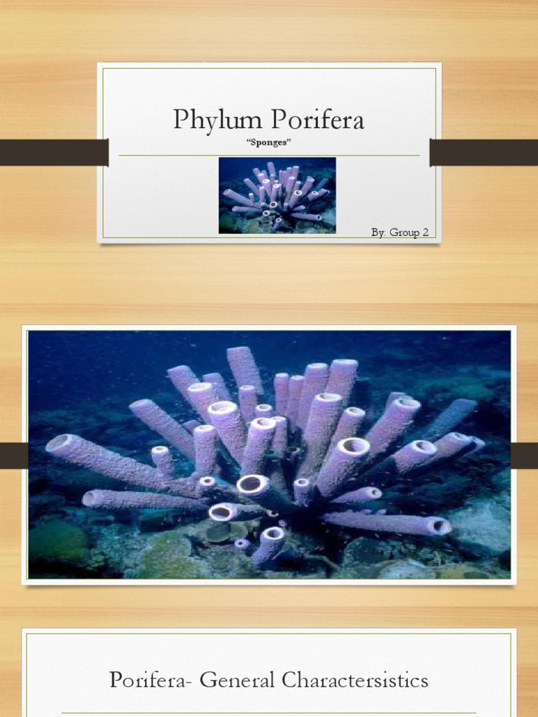 Phylum Porifera: "Sponges" | PDF | Sponge | Anatomy