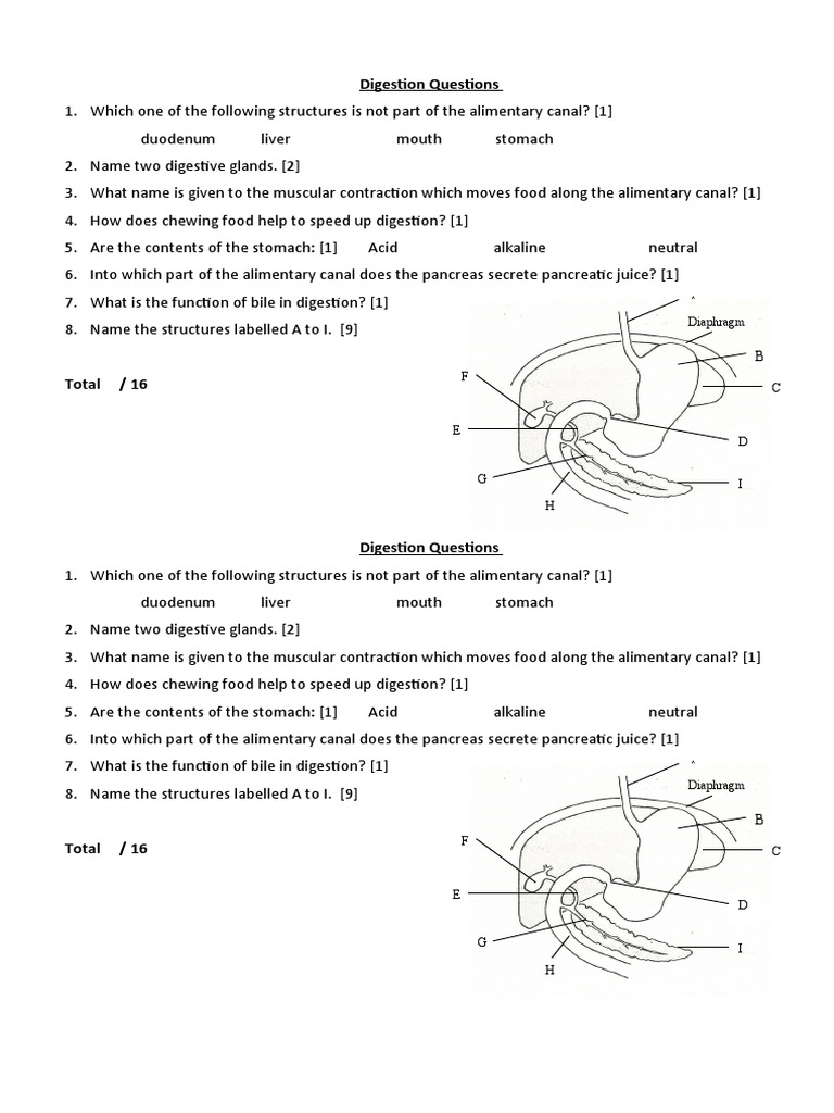 Digestion Questions: Diaphragm | PDF | Digestion | Human Digestive System