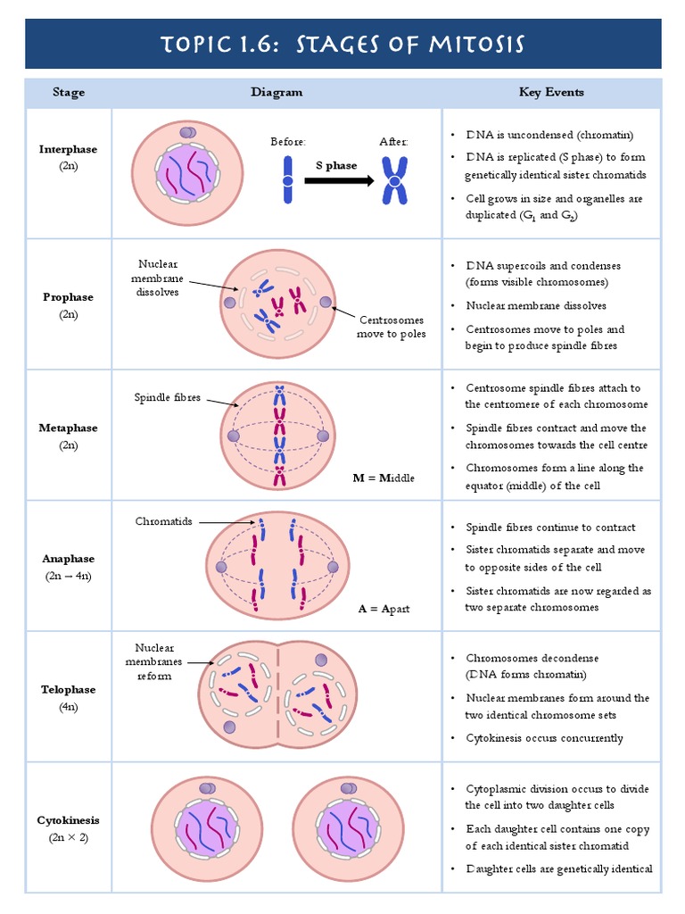 Topic 1.6: Stages of Mitosis: Stage Diagram Key Events | Download Free ...