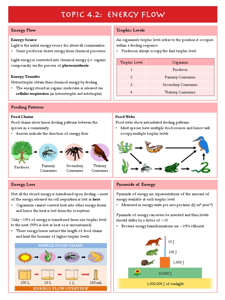 4.2 Energy Flow | PDF | Food Web | Systems Ecology