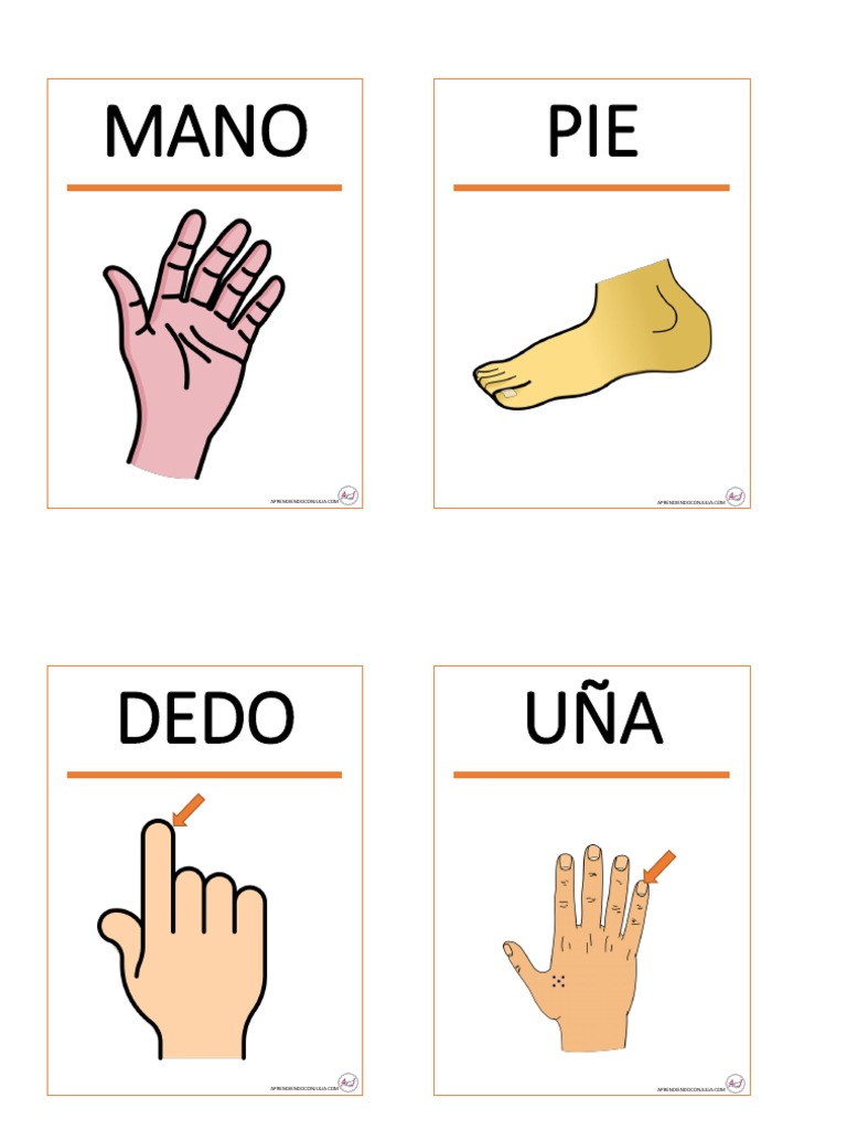 Tarjetas imprimibles de partes del cuerpo | PDF