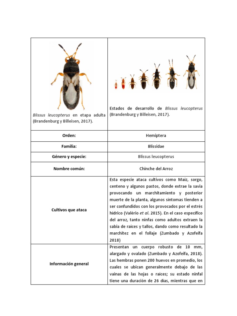 Blissus Leucopterus PDF | PDF | Organismos | Plantas