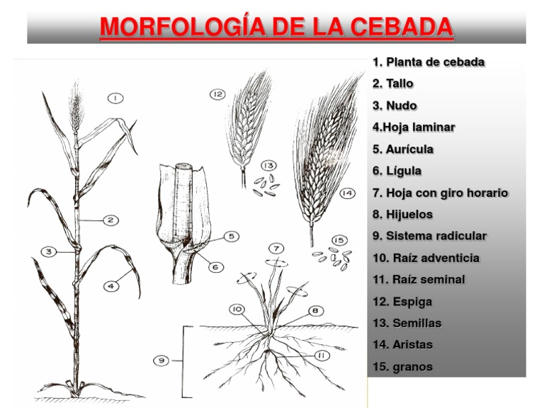 MORFOLOGIA CEBADA 2020 Resumido 2 | PDF