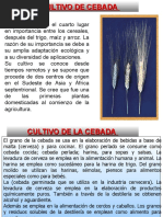MORFOLOGIA CEBADA 2020 Resumido 1 | PDF
