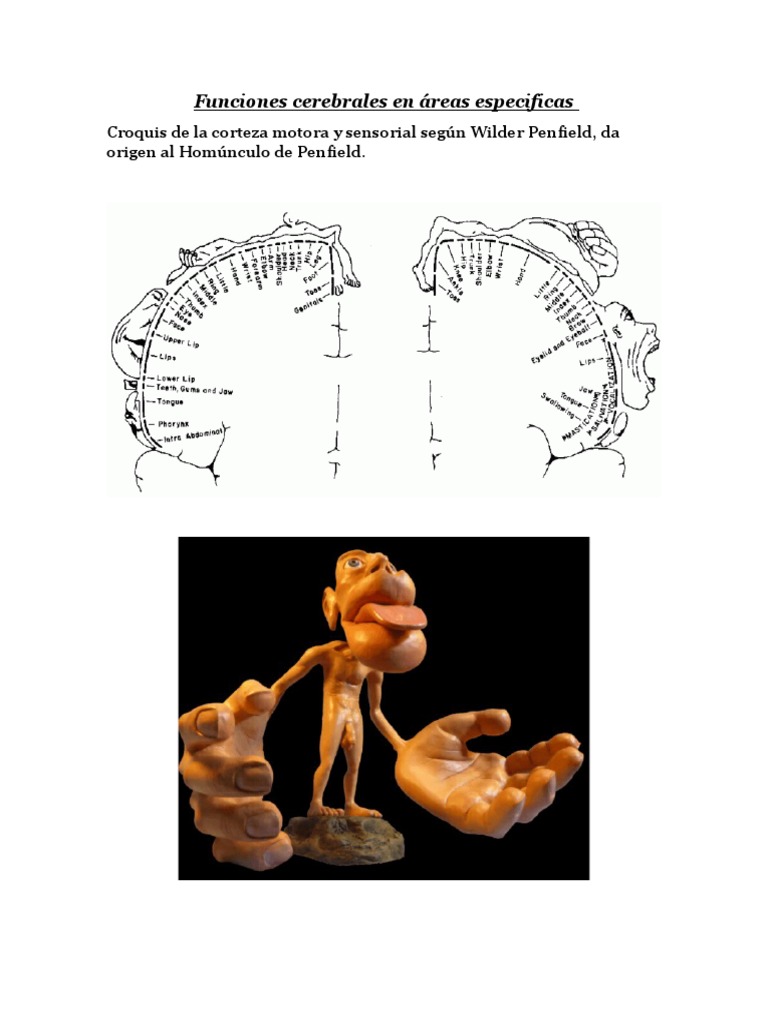 Homunculo de Penfield | PDF