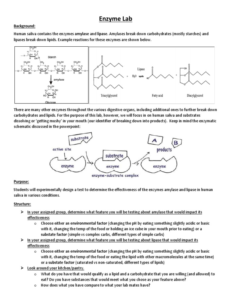 Ap Bio 2020 Crazy Enzyme Lab | PDF | Enzyme | Experiment