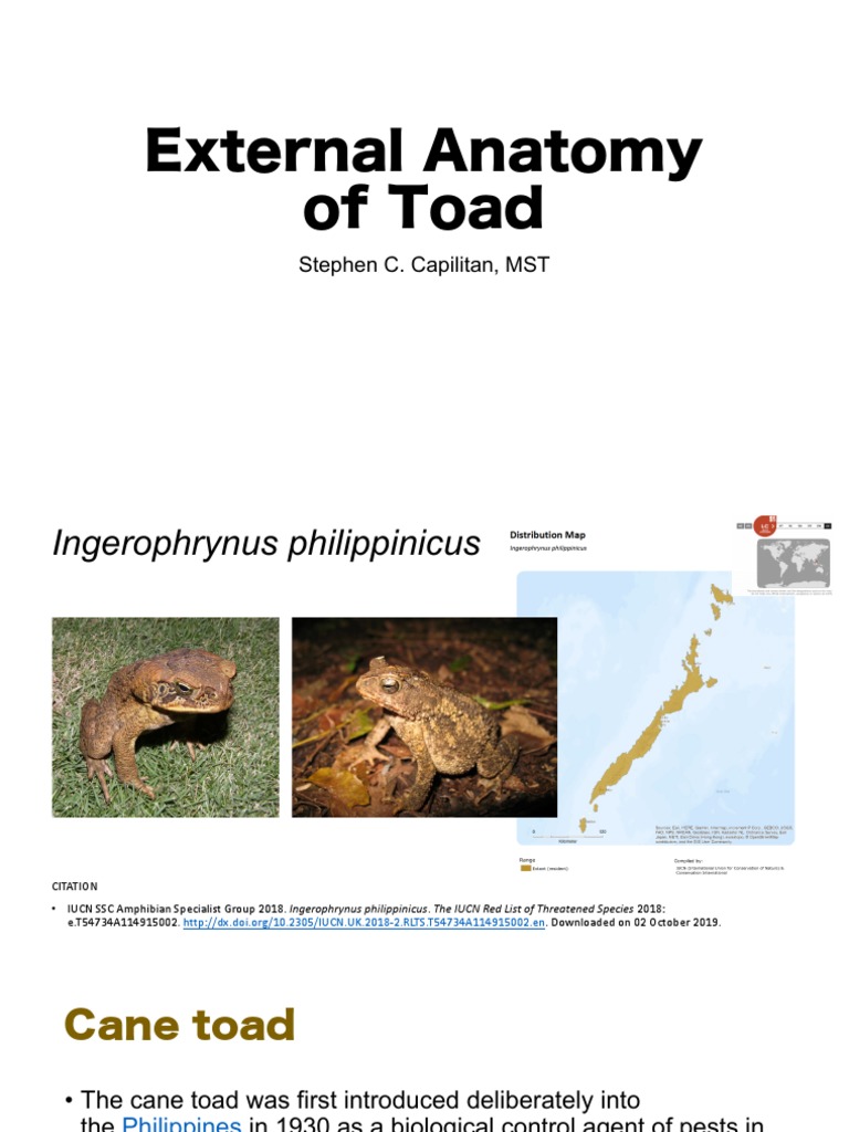 External Anatomy of Toad: Stephen C. Capilitan, MST | PDF | Skin | Hand