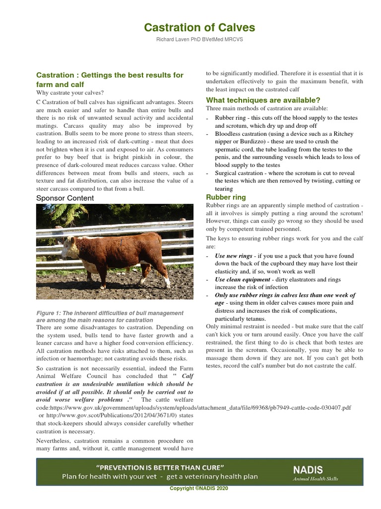 Castration of Calves: Castration: Gettings The Best Results For Farm ...