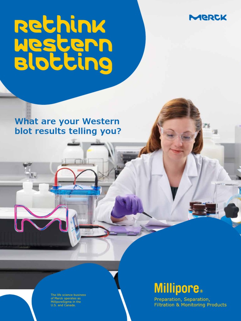 Western Blotting Workflow Br4306en MK | PDF | Gel Electrophoresis ...