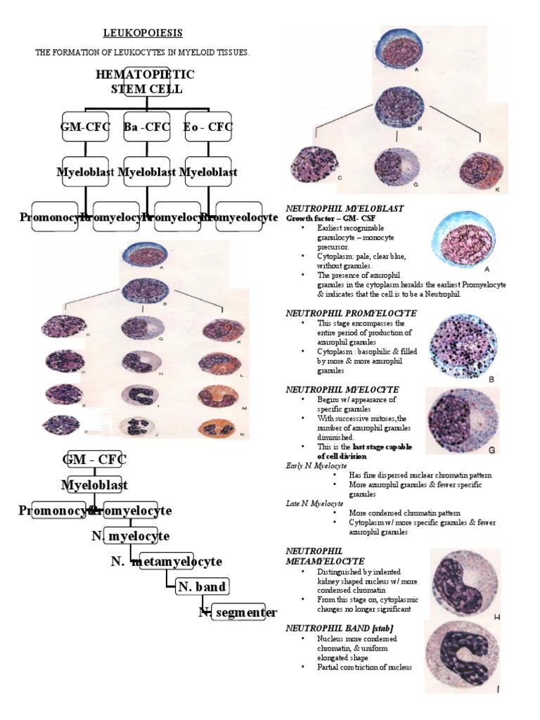 Hematopietic Stem Cell GM-CFC Ba - CFC Eo - CFC: Leukopoiesis | PDF ...