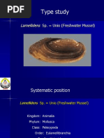 Prawn Morphology and Nervous System | PDF | Arthropods | Anatomy