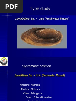 Unio Mollusca Unio Crassus | Overview | Finnish Biodiversity Info