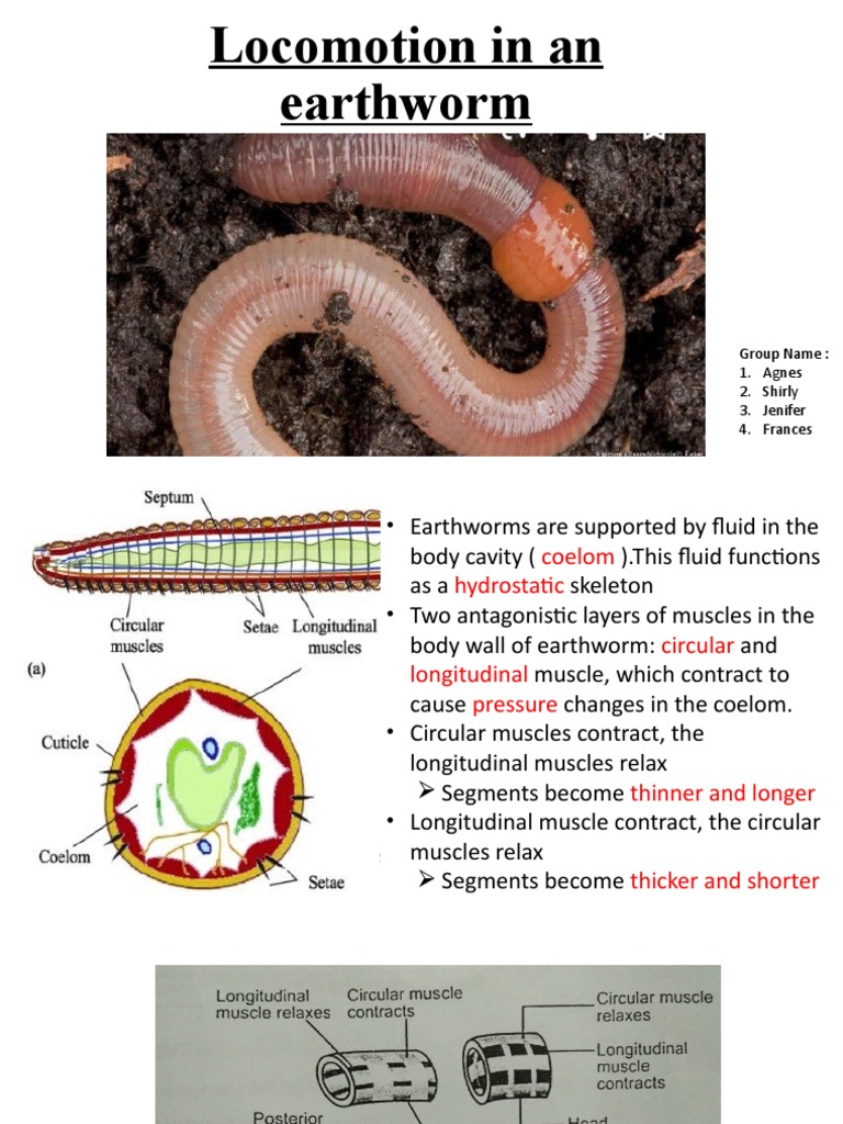 Locomotion in An Earthworm: Group Name: 1. Agnes 2. Shirly 3. Jenifer 4 ...