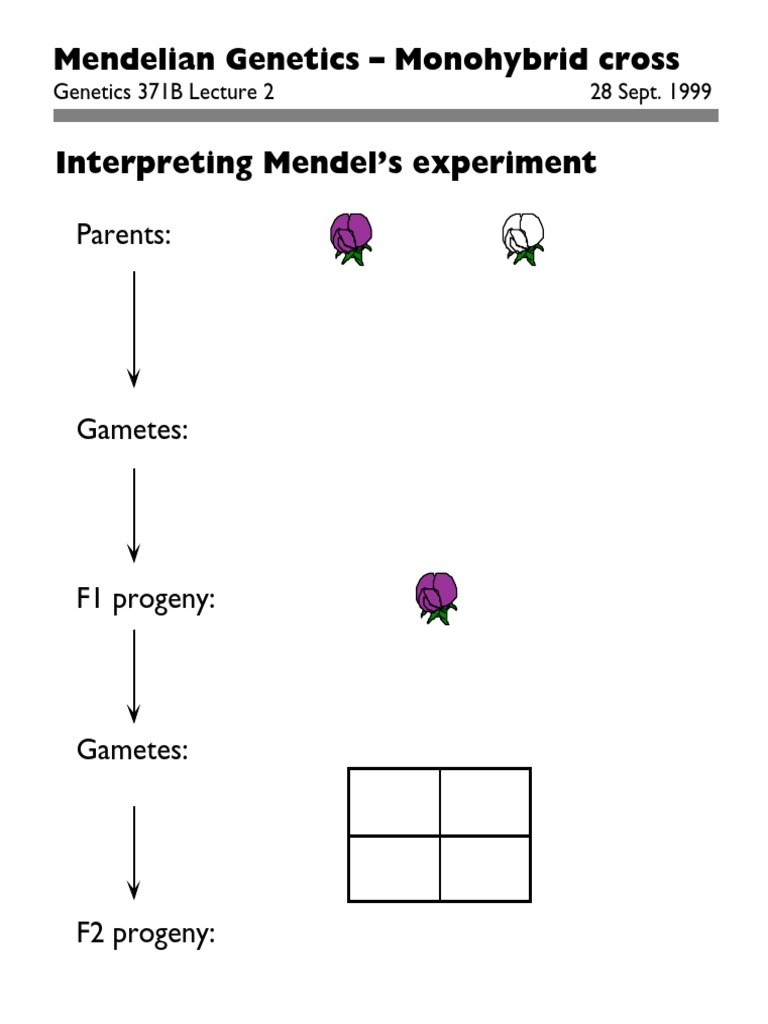 Mendelian Genetics: Monohybrid Cross Insights | PDF