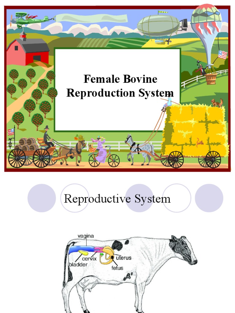 Female Bovine Reproduction System | PDF