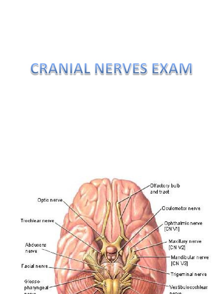 Cranial Nerve Examination Guide | PDF | Human Head And Neck | Neuroanatomy