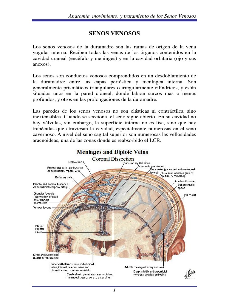 Anatomía de los Senos Venosos | PDF | Anatomía | Cabeza y cuello humanos