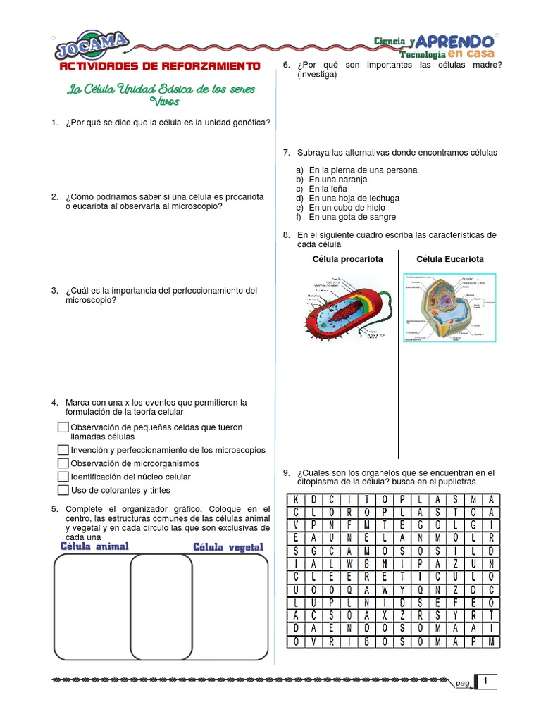Actividades sobre la Teoría Celular | PDF | Salud y bienestar