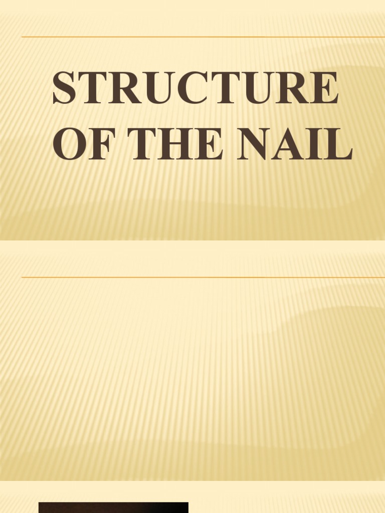 Structure of The Nail | PDF | Nail (Anatomy) | Hand
