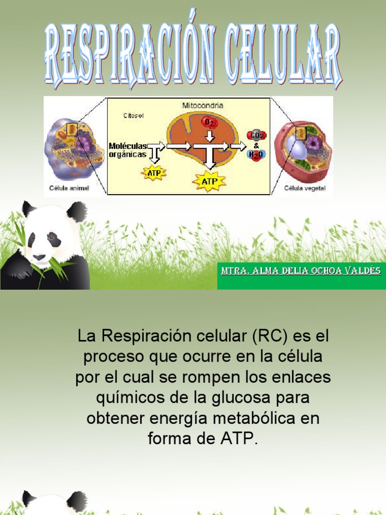 Respiracion Celular | PDF | Trifosfato de adenosina | Respiración celular