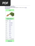 Carrot: Nutritional Benefits & History | PDF