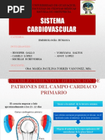 Formación del Asa Cardíaca en Embriología | PDF | Corazón | Órgano ...