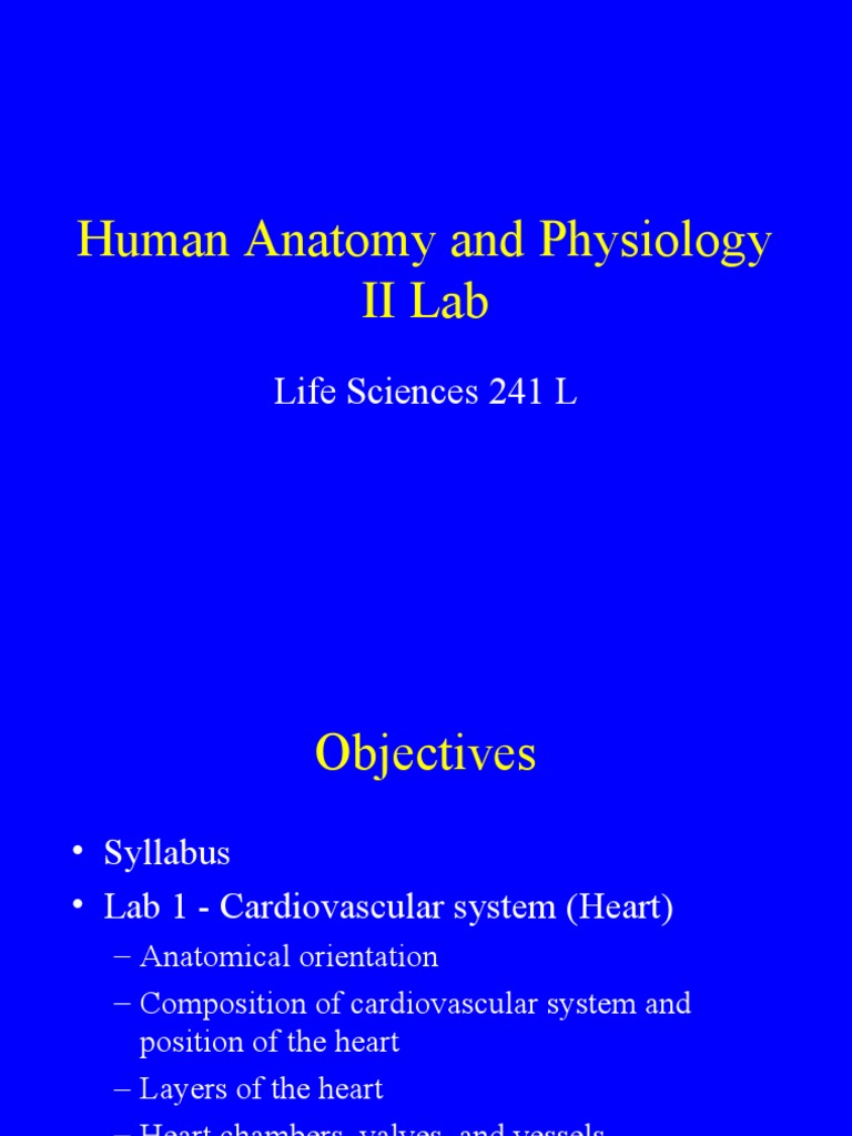 Human Anatomy and Physiology II Lab: Life Sciences 241 L | PDF | Heart ...