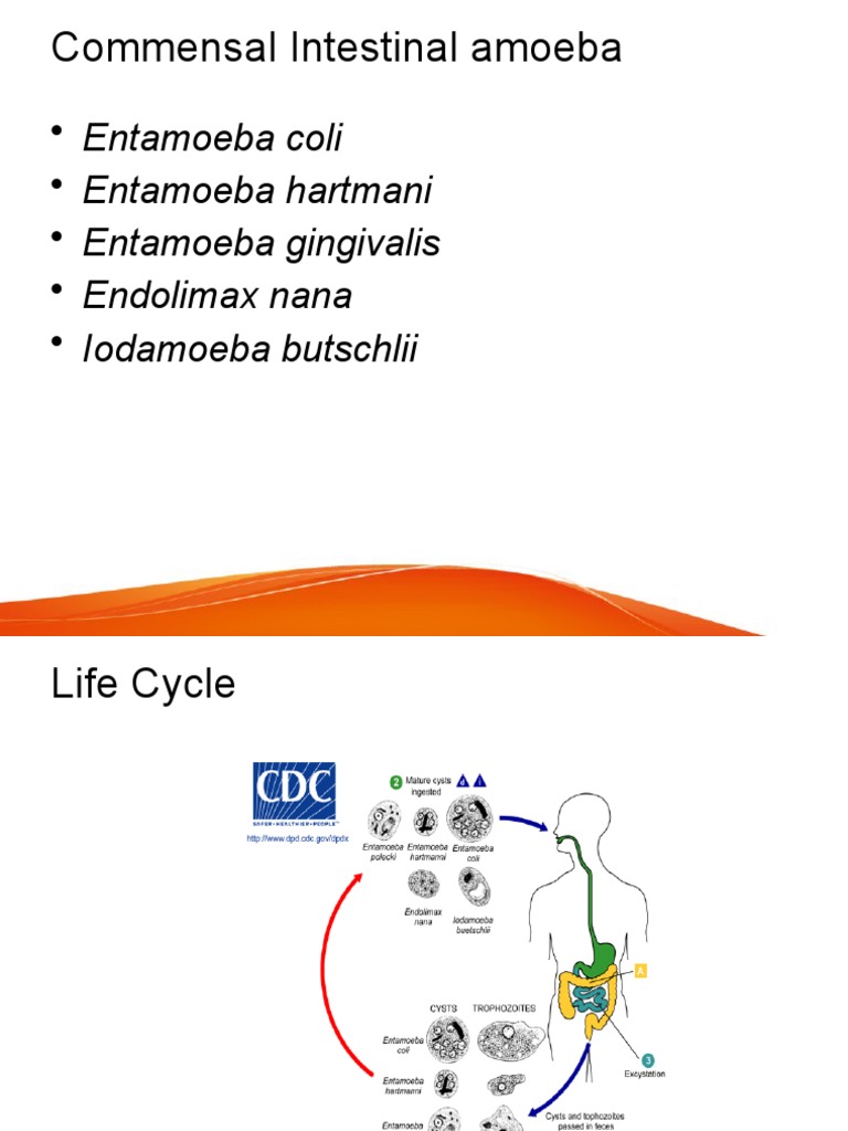 An Overview of Common Commensal and Pathogenic Intestinal Protozoan ...
