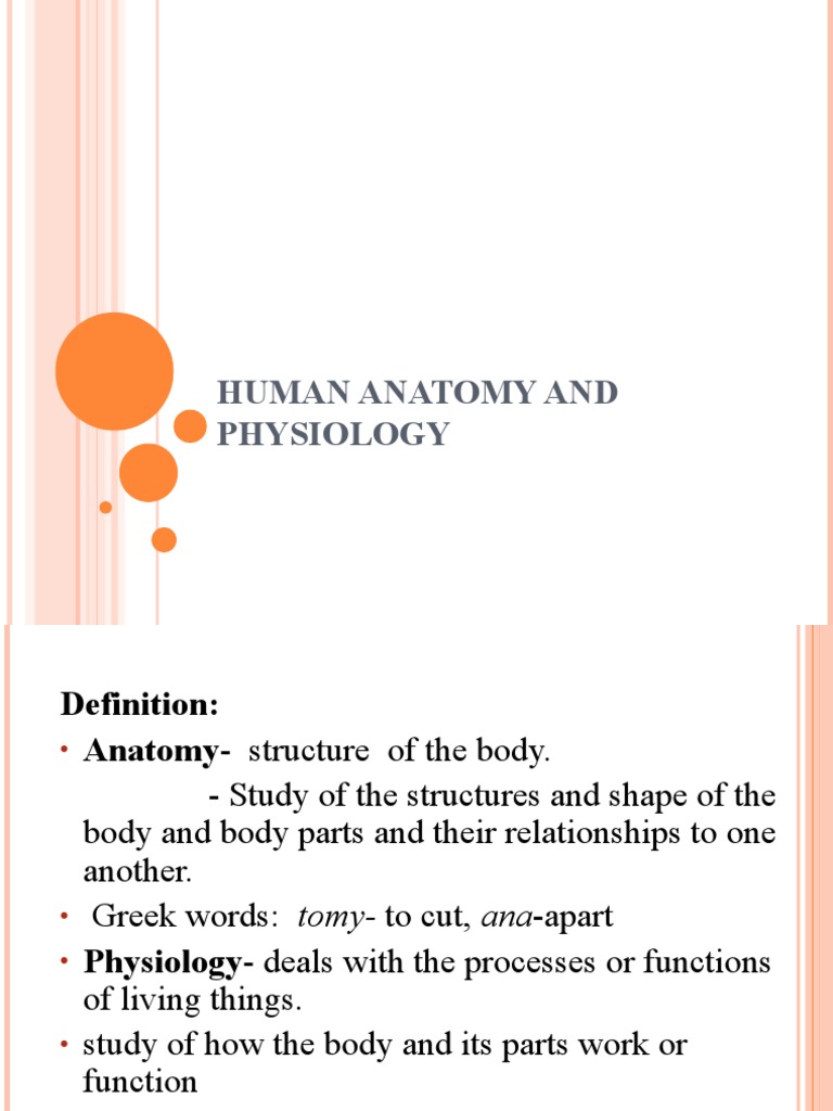 Anatomy & Physiology Basics | PDF | Human Body | Homeostasis