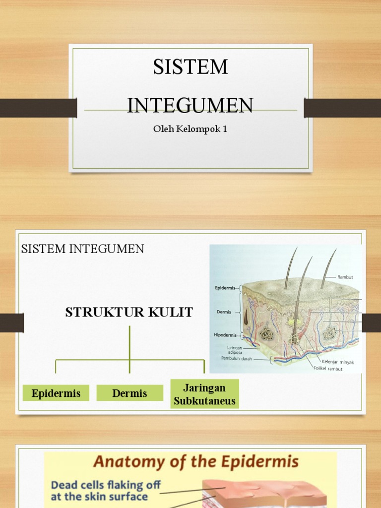 Sistem Integumen | PDF