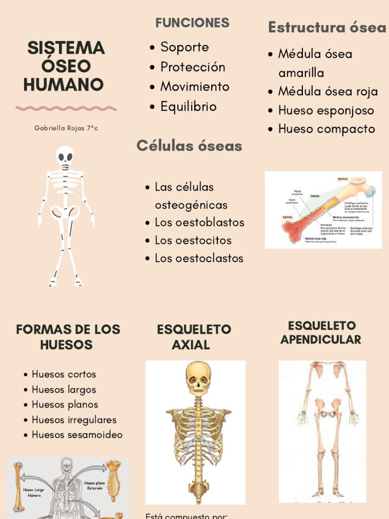 Sistema Oseo Humano Gabriella Rojas 7c | PDF