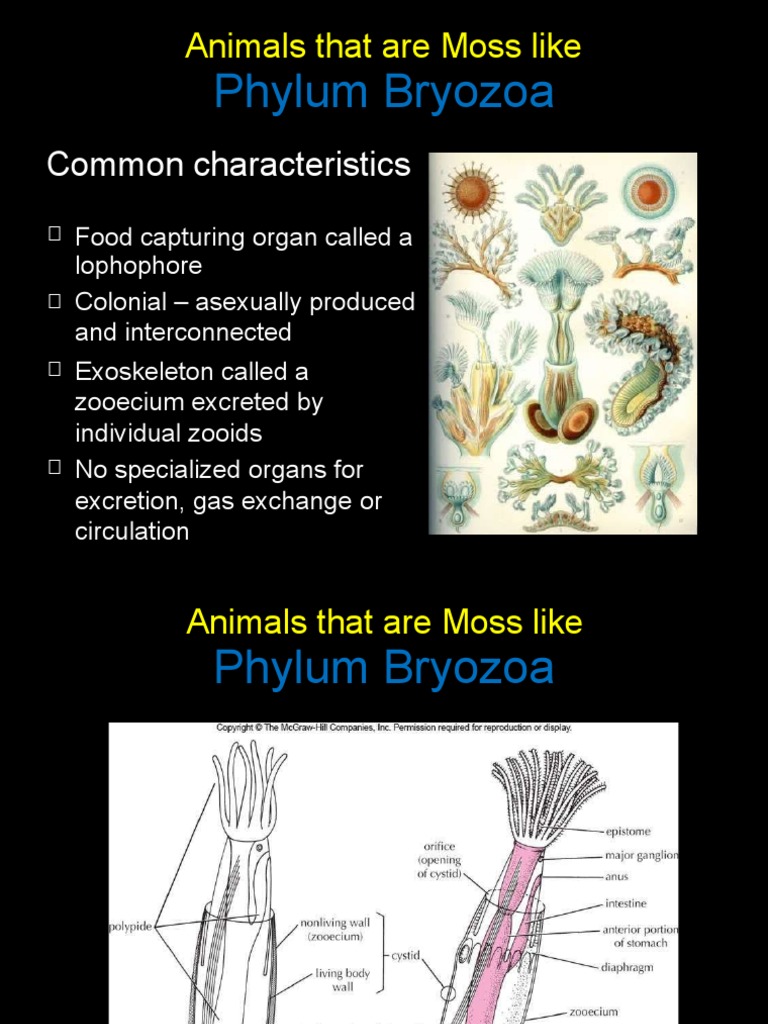 Phylum Ectoprocta