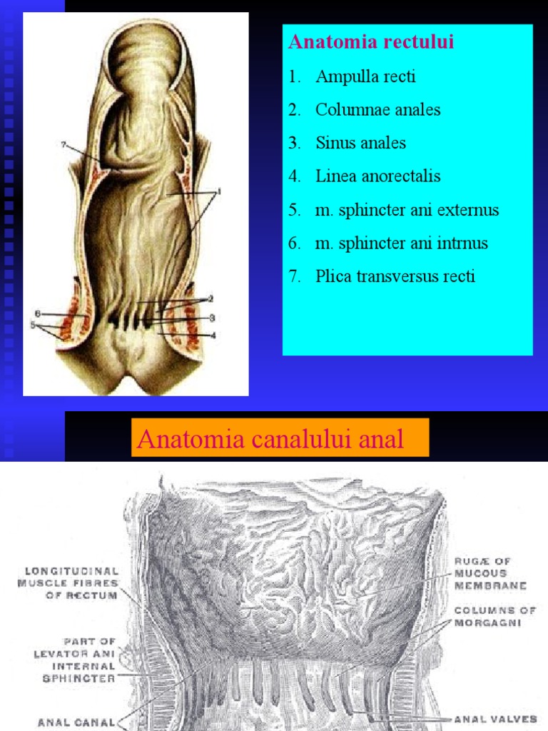Patologia Rectului | PDF