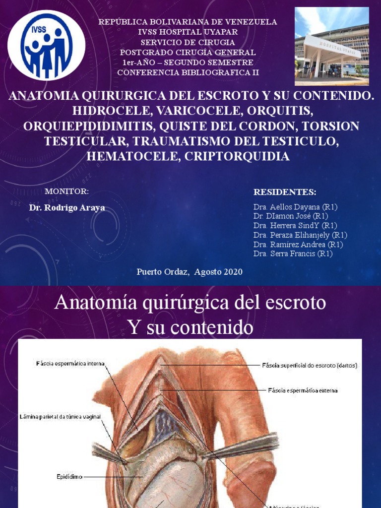 Anatomia Quirurgica Del Escroto y Su Contenido DEF | PDF | Testículo ...