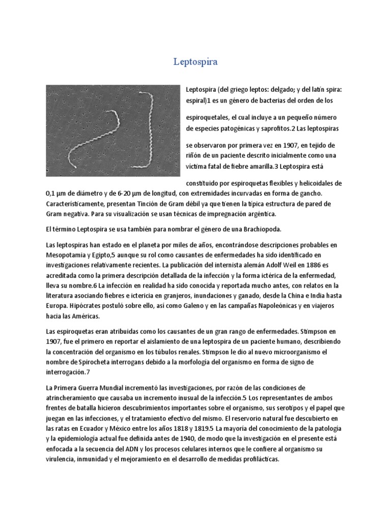 Leptospira | PDF | Microbiología | Especialidades Medicas