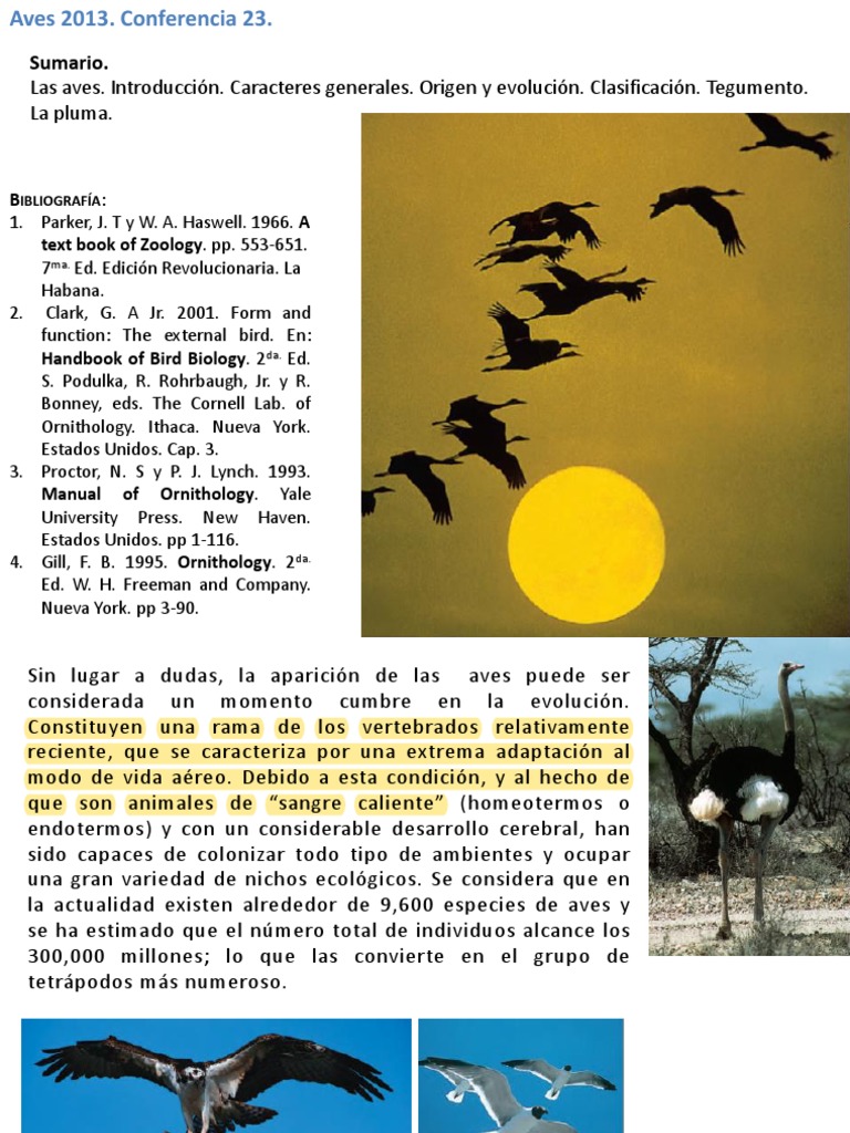 Conferencia 23. Aves PDF | Descargar gratis PDF | Pluma | Aves