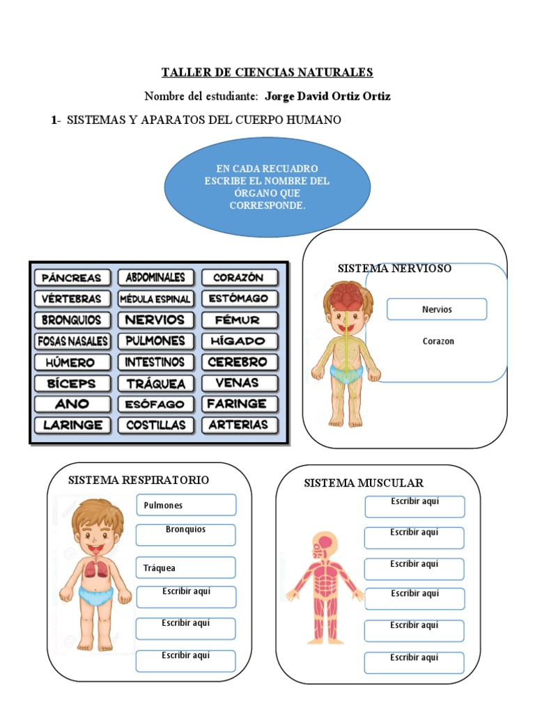 Cop2SISTEMAS-APARATOS-CUERPO HUMANO | PDF | Nervio | Sistema nervioso