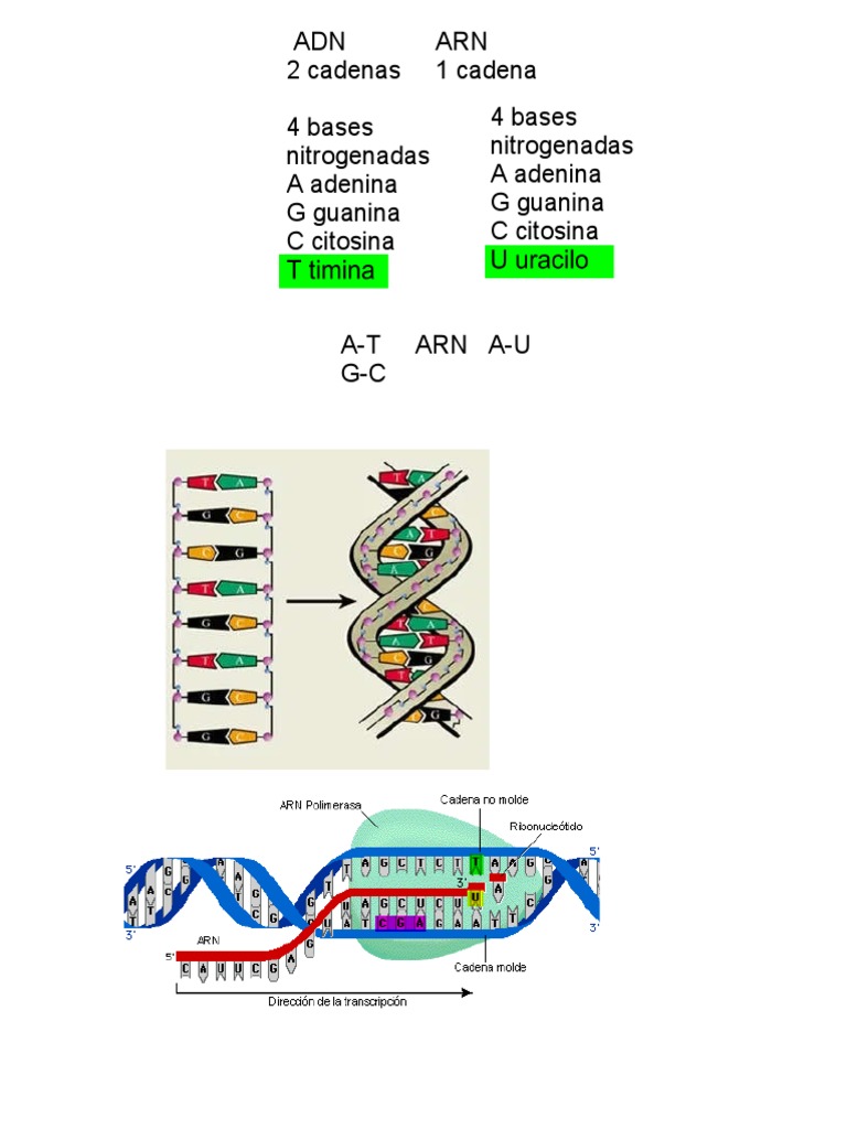 ADN vs ARN: Diferencias Clave | PDF