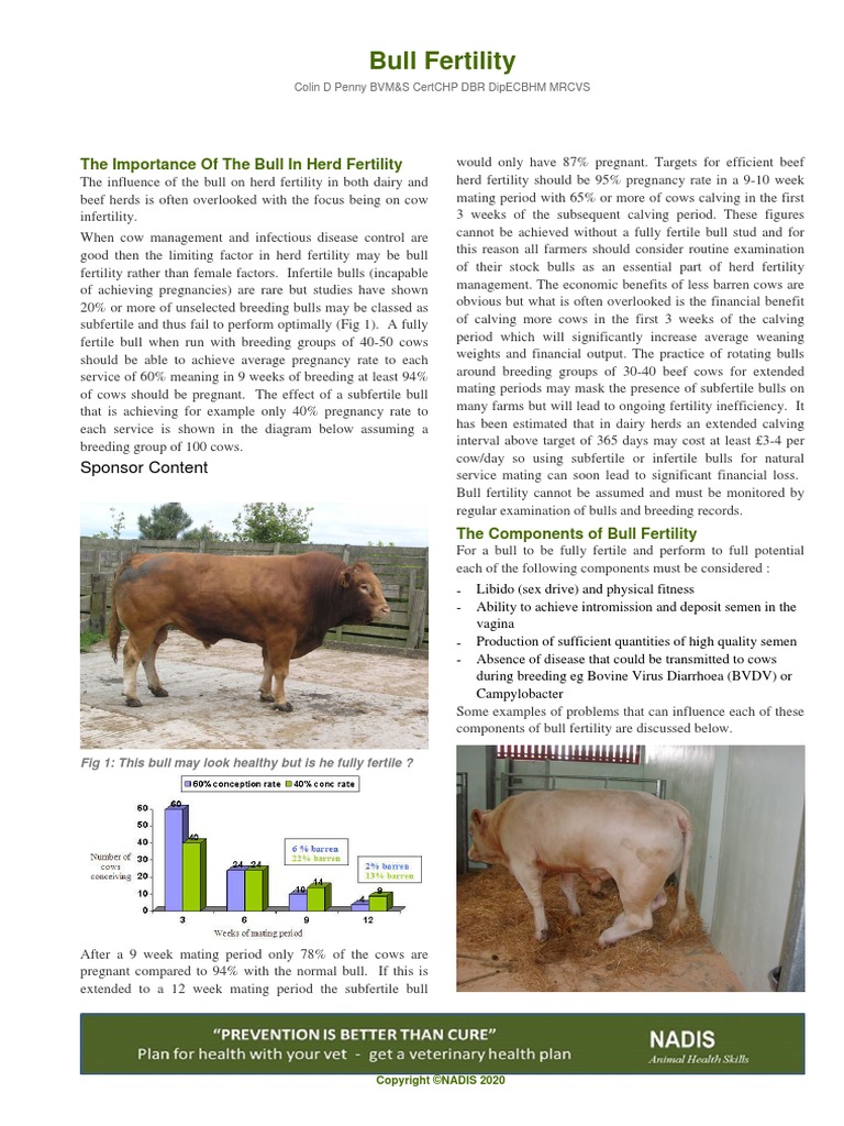 Bull Fertility: The Importance of The Bull in Herd Fertility | PDF ...