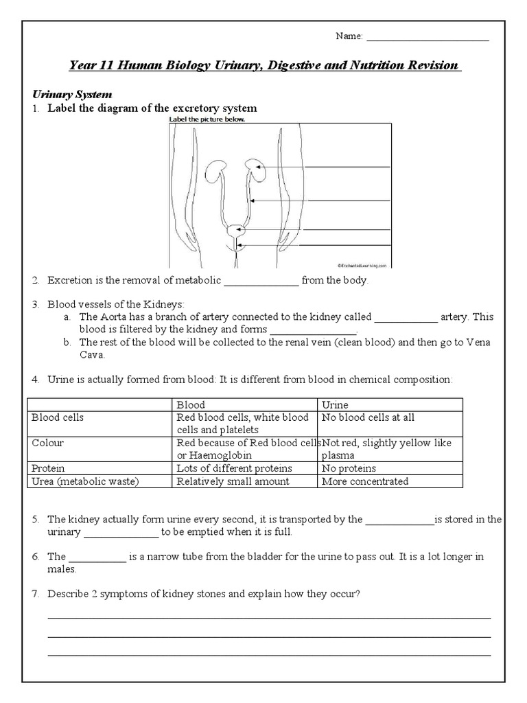 Urinary and Digestive Systems Revision | PDF | Small Intestine | Kidney