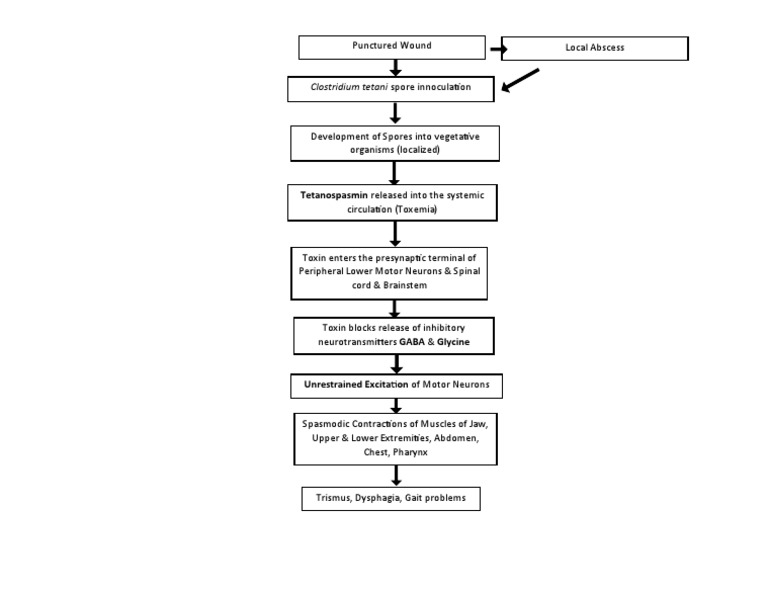 The Pathogenesis of Tetanus: From Puncture Wound to Generalized Muscle ...
