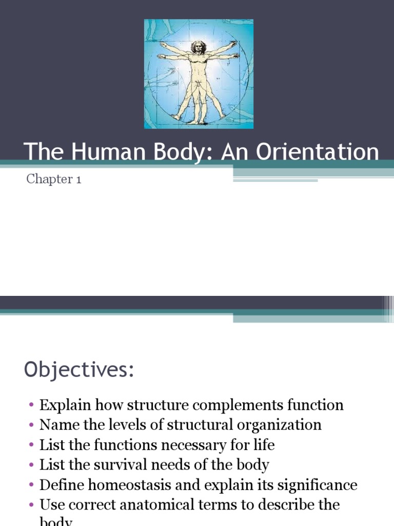 The Human Body: An Orientation | PDF | Anatomical Terms Of Location ...
