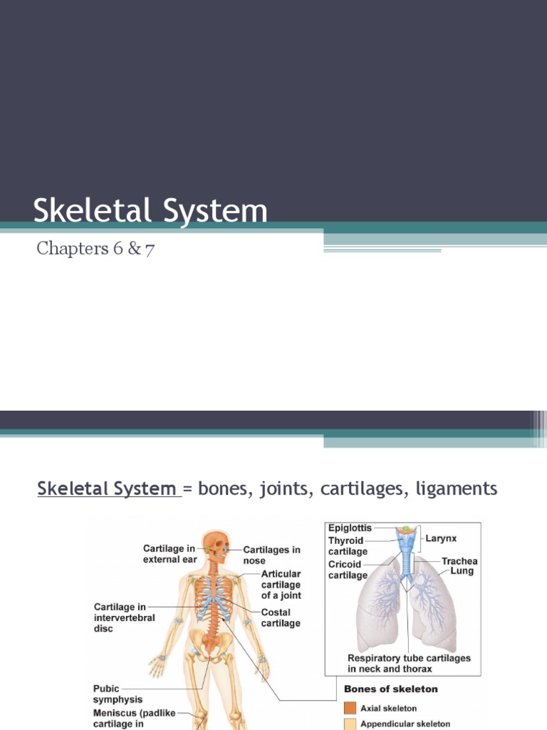 Skeletal System | PDF | Bone | Skeleton