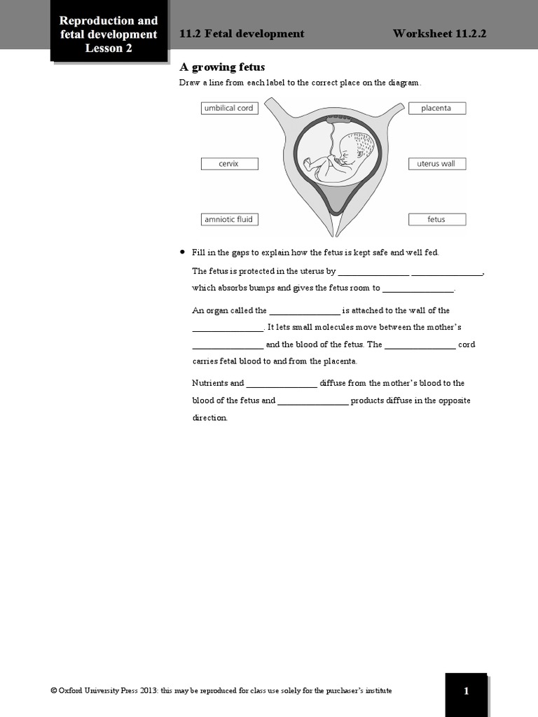 11.2 Fetal Development Worksheet 11.2.2 A Growing Fetus | PDF