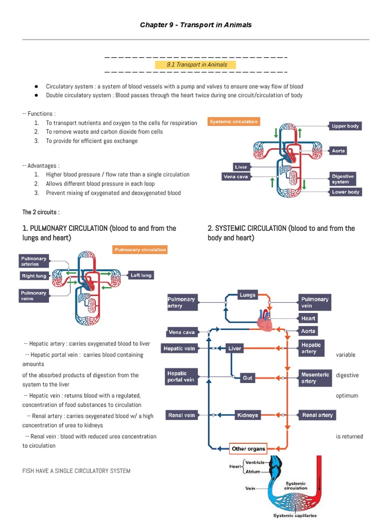 Chapter 9 - Transport in Animals | PDF | Atrium (Heart) | Ventricle (Heart)