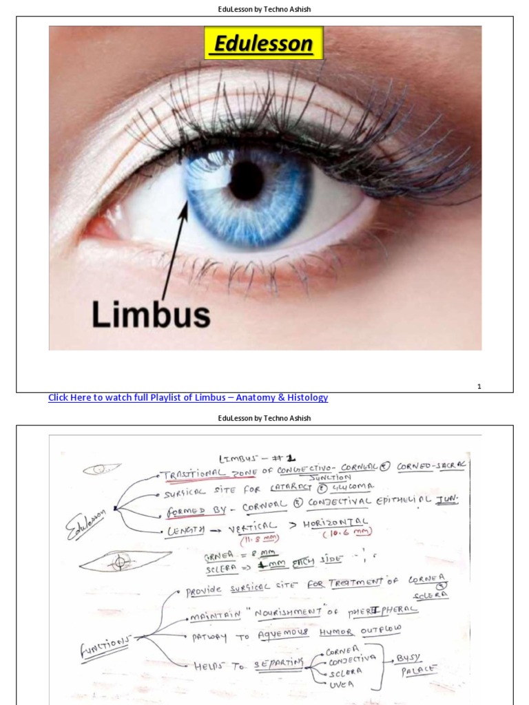 Limbus Anatomy by EduLesson | PDF | Biology | Anatomy